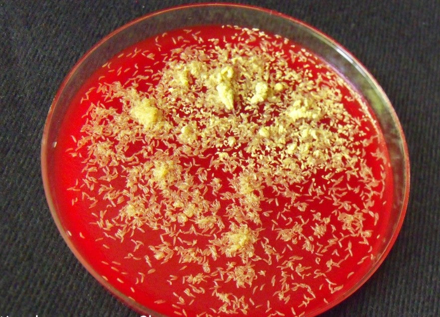 Larval Therapy – SoundHorse